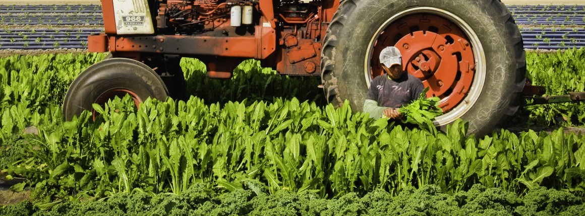 Fresh Organic Produce Along the East Coast - Lady Moon Farms